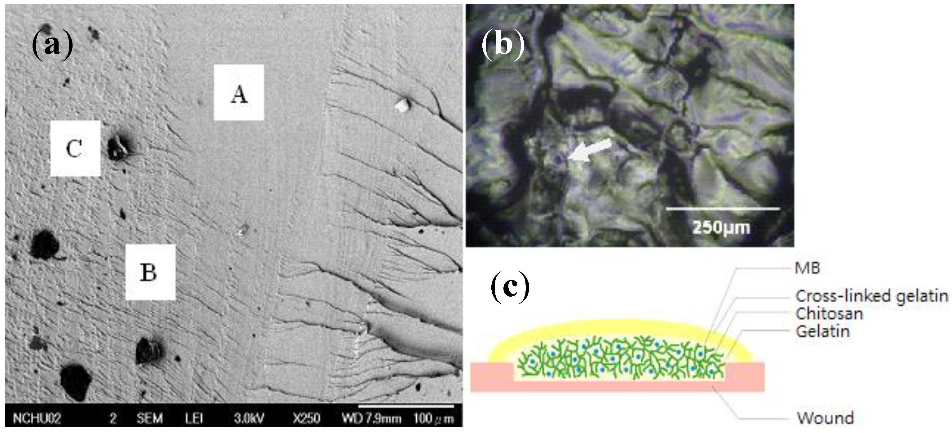 Nanomaterials | Free Full-Text | Photo-Crosslinked Polymeric Matrix ...