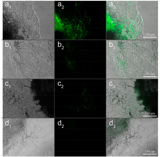 Antagonistic Effect of Azoxystrobin Poly (Lactic Acid) Microspheres ...