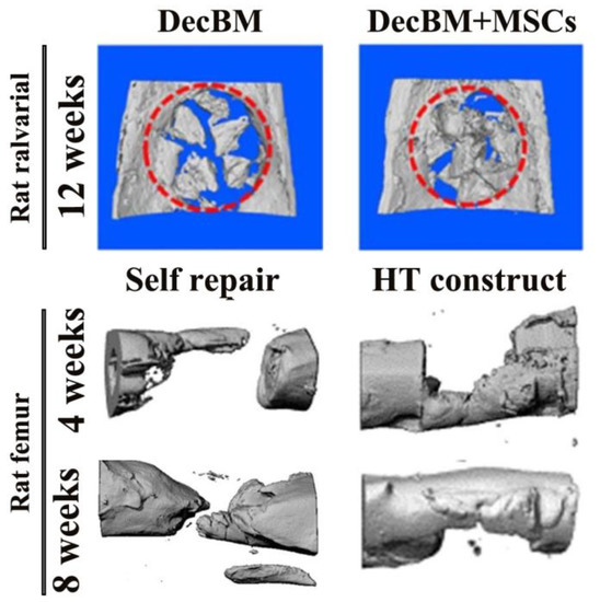 Reconstructing Bone with Natural Bone Graft: A Review of In Vivo ...