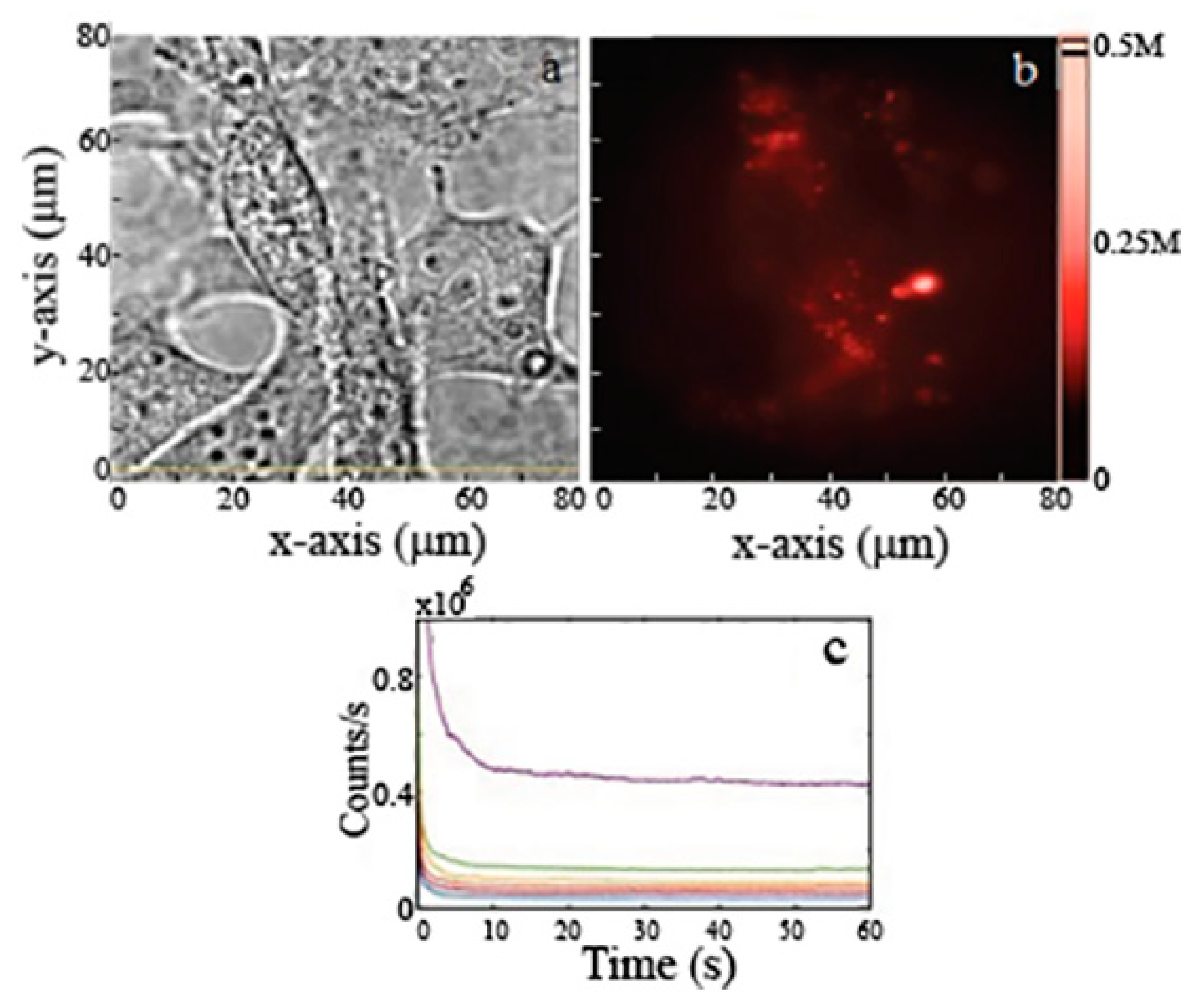 Biocompatible and Biodegradable Magnesium Oxide Nanoparticles with In ...