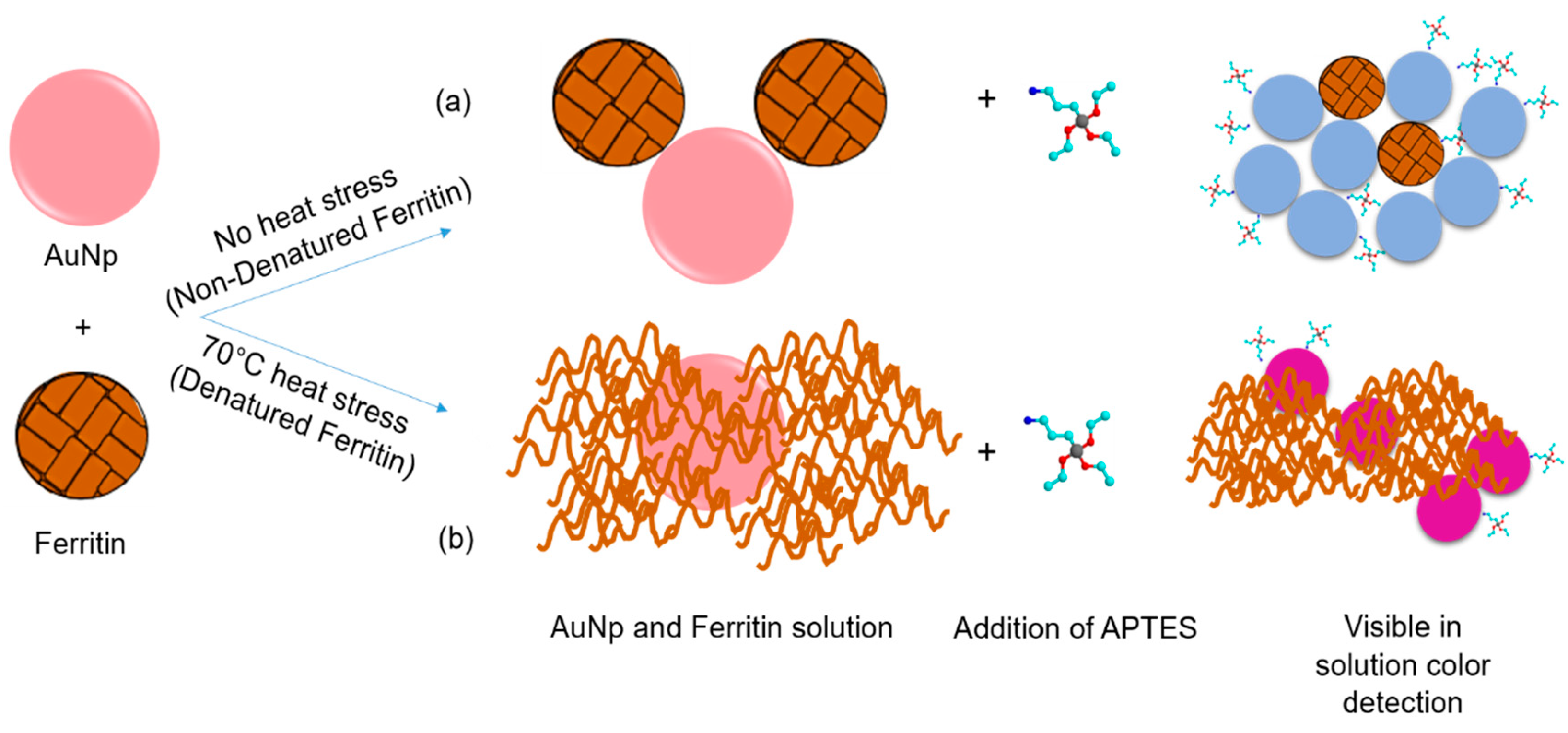 Optical Detection of Denatured Ferritin Protein via Plasmonic Gold ...