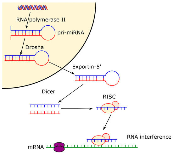 Nanomaterials | Free Full-Text | Calcium Phosphate Nanoparticles-Based Systems for RNAi Delivery ...