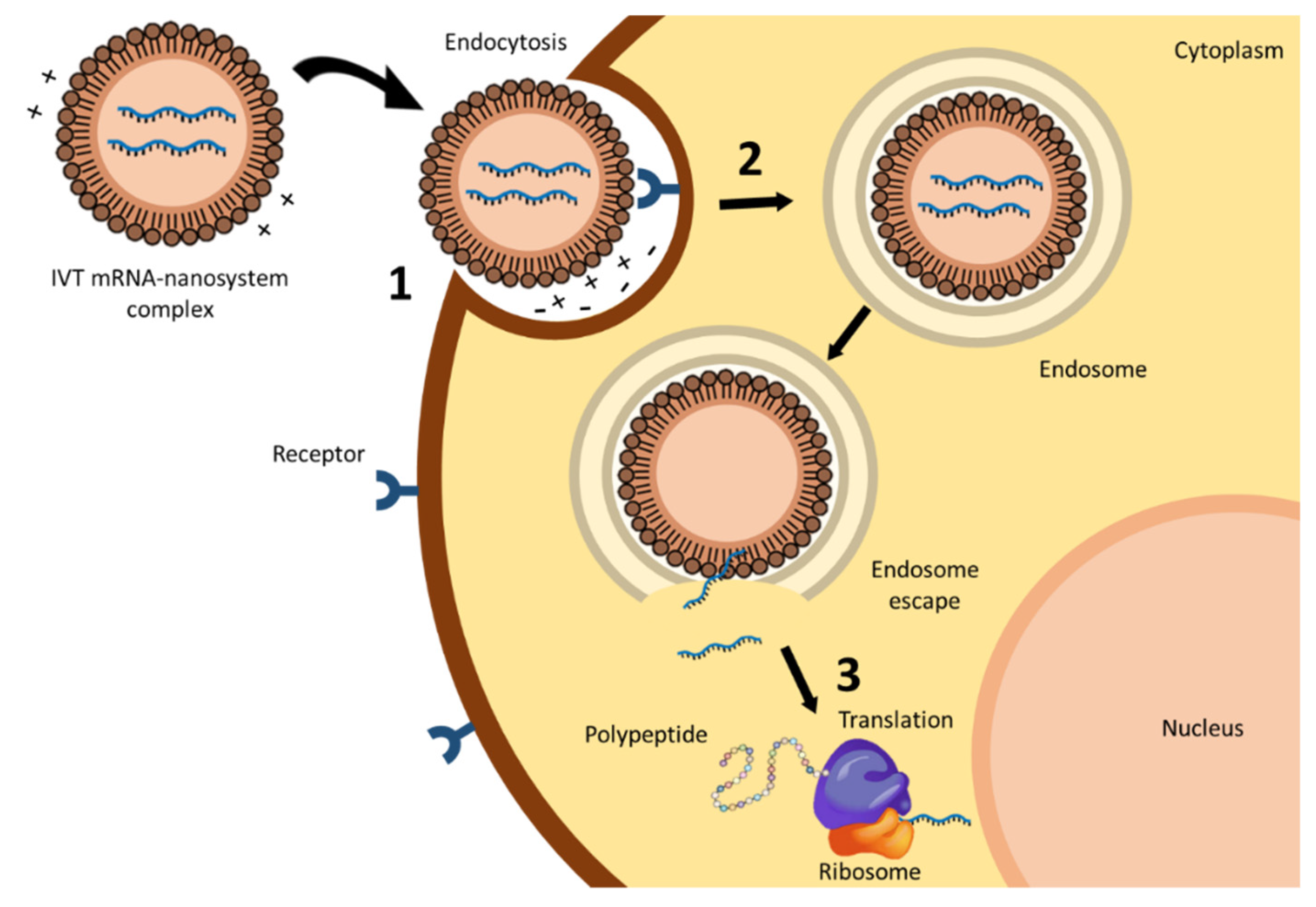 Nanomedicines to Deliver mRNA: State of the Art and Future Perspectives