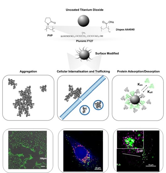 Nanomaterials | Free Full-Text | Surface Chemistry-Dependent Evolution ...