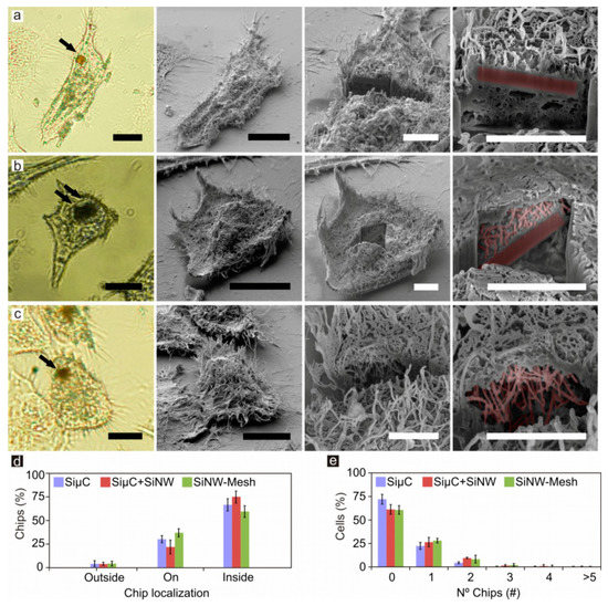 Nanomaterials | Free Full-Text | Internalization and Viability Studies ...