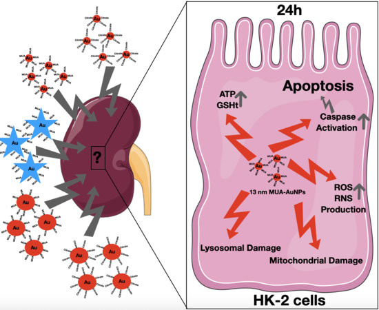 Nanomaterials | Free Full-Text | Gold Nanoparticles Induce Oxidative ...