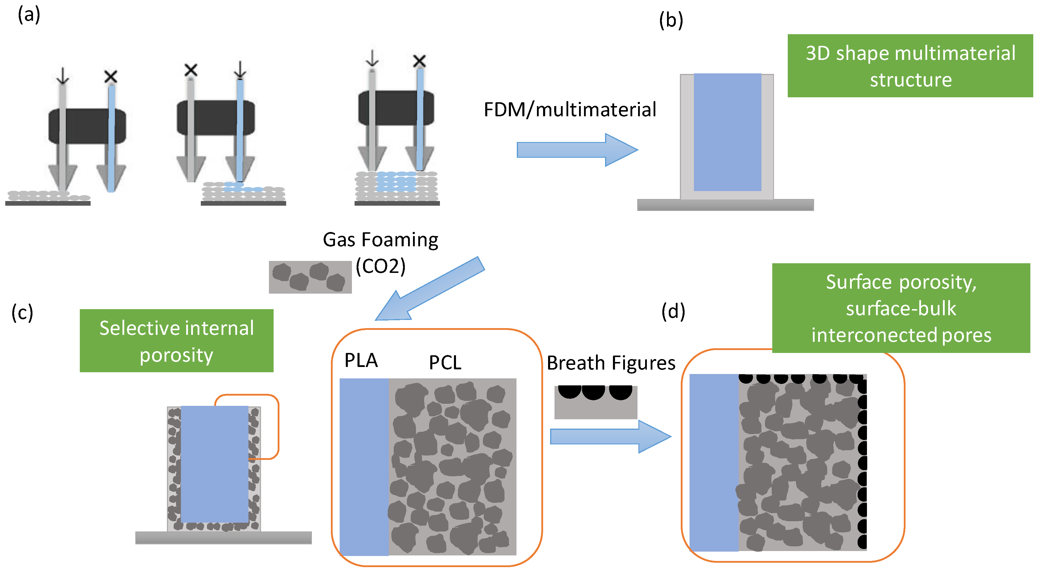Fabrication of 3D-Printed Biodegradable Porous Scaffolds Combining Multi-Material Fused ...