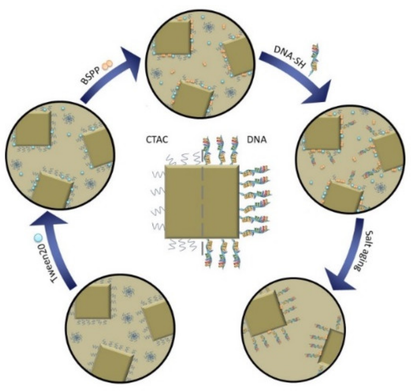 DNA-Biofunctionalization of CTAC-Capped Gold Nanocubes