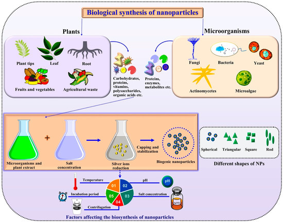 Advancements in Plant and Microbe-Based Synthesis of Metallic ...