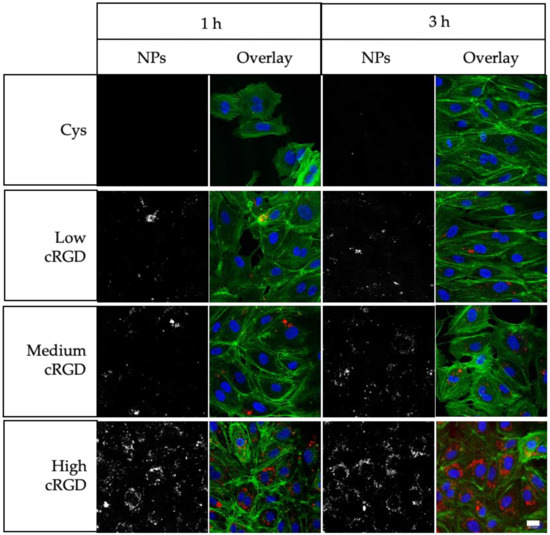 Endothelial Cell Targeting by cRGD-Functionalized Polymeric ...