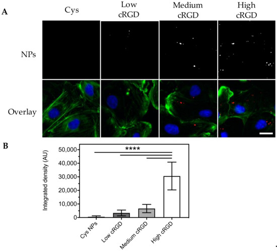 Endothelial Cell Targeting by cRGD-Functionalized Polymeric ...