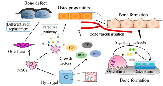 Hydrogel as a Biomaterial for Bone Tissue Engineering: A Review