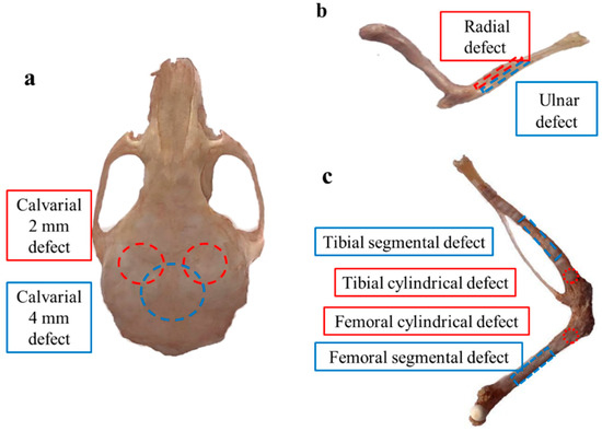 Hydrogel as a Biomaterial for Bone Tissue Engineering: A Review