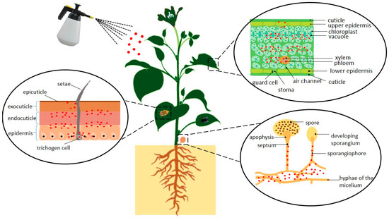 Synthesis and Technology of Nanoemulsion-Based Pesticide Formulation