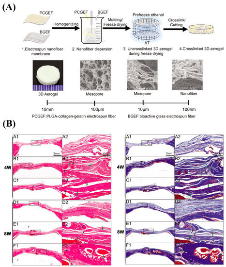 Electrospun Nanofibers for Improved Angiogenesis: Promises for Tissue ...