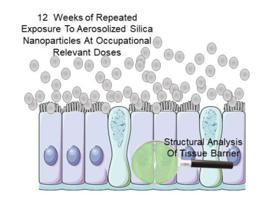 Nanomaterials | Special Issue : Engineered Nanomaterials Exposure and ...