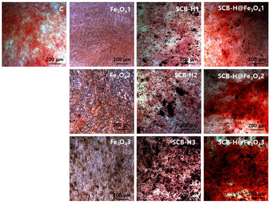Supermagnetic Sugarcane Bagasse Hydrochar for Enhanced Osteoconduction in Human Adipose Tissue ...