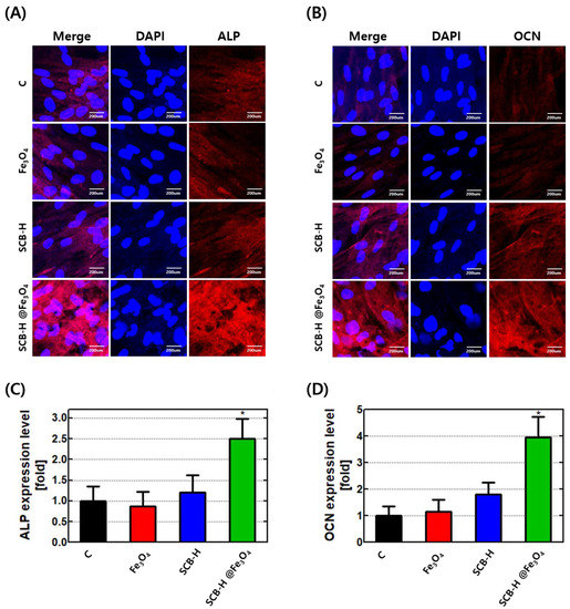 Supermagnetic Sugarcane Bagasse Hydrochar for Enhanced Osteoconduction in Human Adipose Tissue ...