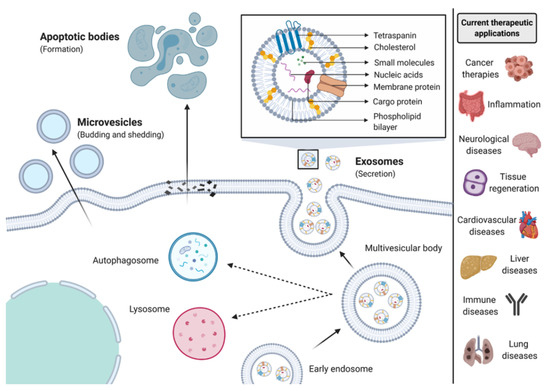 Engineered Extracellular Vesicles: Tailored-Made Nanomaterials for ...