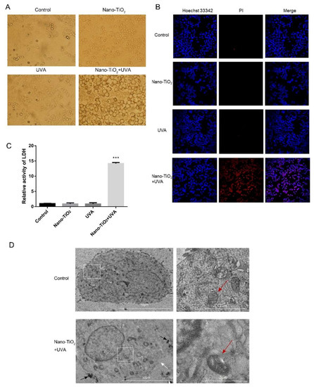 Titanium Dioxide Nanoparticles Induced HeLa Cell Necrosis under UVA ...