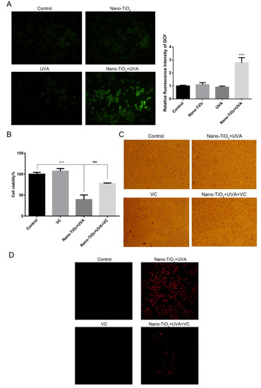 Titanium Dioxide Nanoparticles Induced HeLa Cell Necrosis under UVA ...