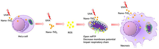 Titanium Dioxide Nanoparticles Induced HeLa Cell Necrosis under UVA ...