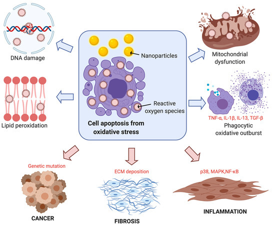 Understanding Nanoparticle Toxicity to Direct a Safe-by-Design Approach in Cancer Nanomedicine