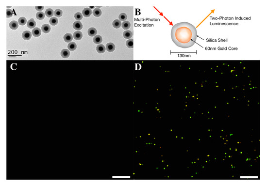 Nanomaterials | Free Full-Text | Label-Free Visualization and Tracking ...