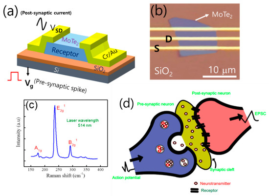 Nanomaterials | Free Full-Text | Neuro-Transistor Based on UV-Treated ...