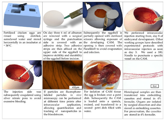 The Chorioallantoic Membrane Assay in Nanotoxicological Research—An ...