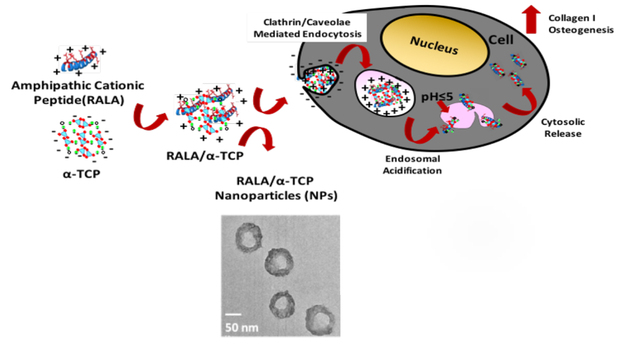 Nanomaterials | Free Full-Text | Improving the Intercellular Uptake and ...