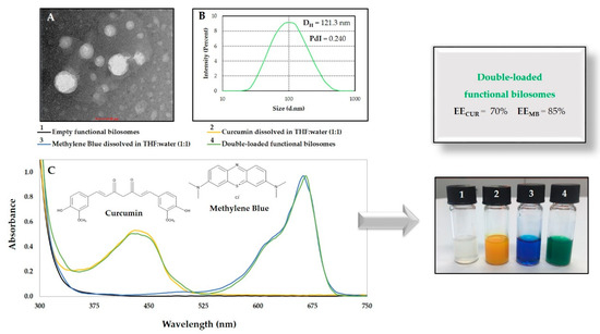 Nanomaterials | Free Full-Text | Novel Surface-Modified Bilosomes as ...