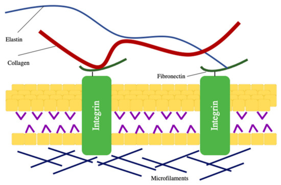 Electrospun Nanofibers of Natural and Synthetic Polymers as Artificial Extracellular Matrix for ...