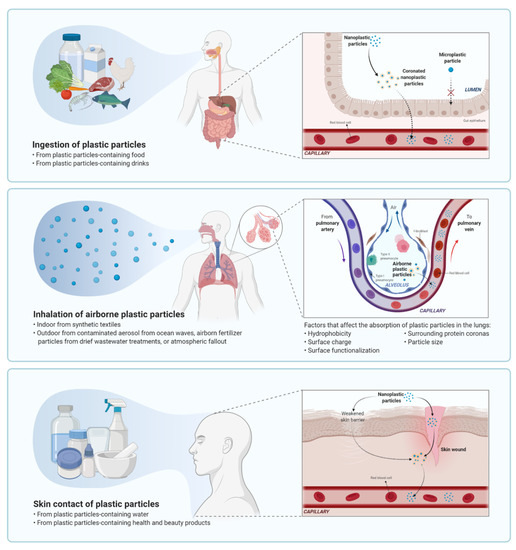 Impact of Microplastics and Nanoplastics on Human Health