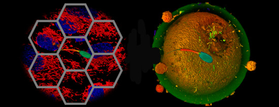 Nanomaterials | Special Issue : Synthesis, Properties and Application ...