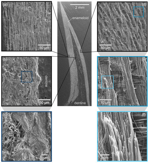 Hierarchical Microstructure of Tooth Enameloid in Two Lamniform Shark ...