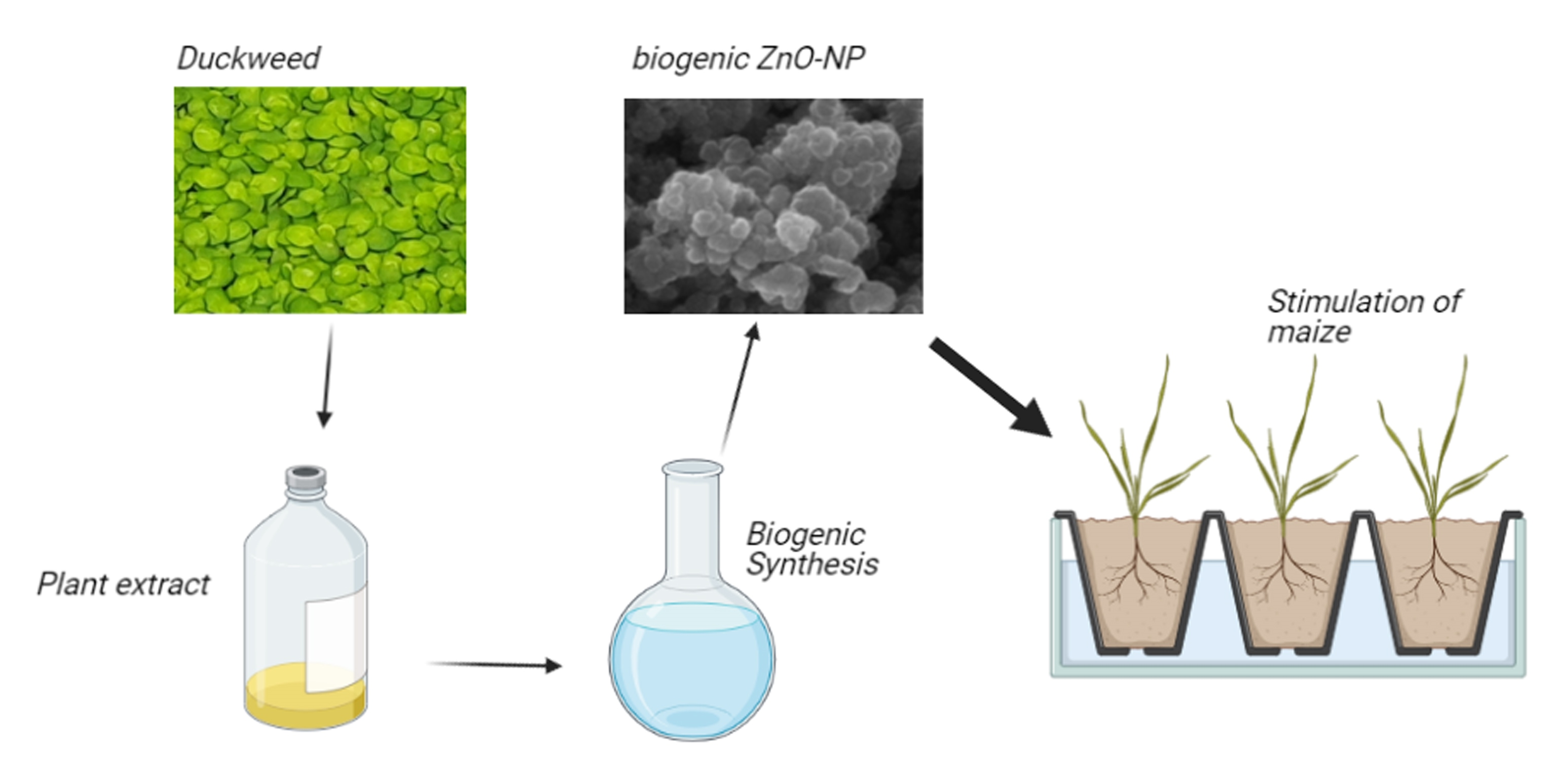 Nanomaterials | Free Full-Text | Biogenic ZnO Nanoparticles Synthesized Using a Novel Plant ...