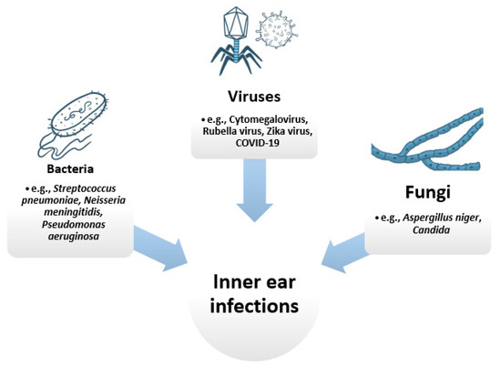 Nanoparticles for the Treatment of Inner Ear Infections