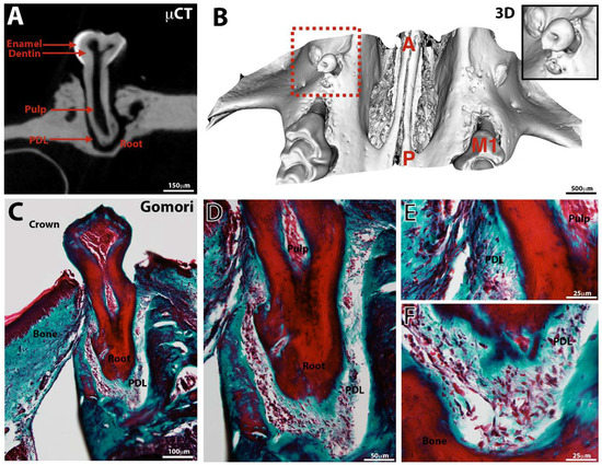 Eruption of Bioengineered Teeth: A New Approach Based on a ...