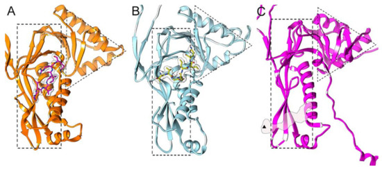 Nanotechnological Applications Based on Bacterial Encapsulins