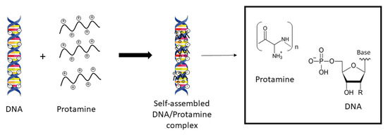 Nanomaterials | Free Full-Text | Use of Protamine in ...