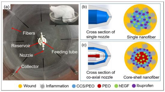 Multi-Functional Core-Shell Nanofibers for Wound Healing