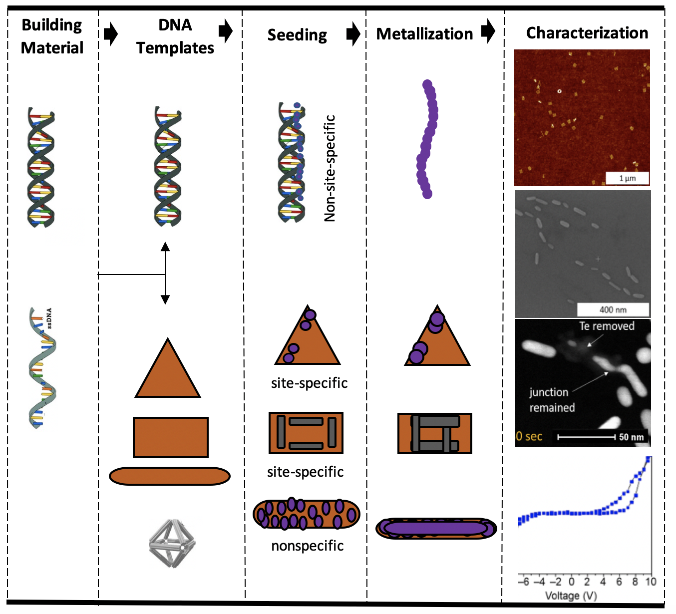 Nanomaterials | Free Full-Text | Bottom-Up Fabrication of DNA-Templated ...