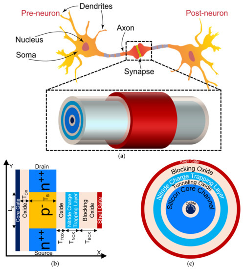 Core-Shell Dual-Gate Nanowire Charge-Trap Memory for Synaptic Operations for Neuromorphic ...