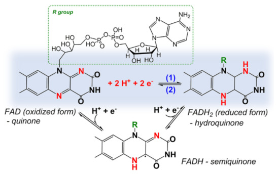 Electrochemical Response of Glucose Oxidase Adsorbed on Laser-Induced ...