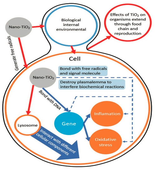 Influence of Titanium Dioxide Nanoparticles on Human Health and the ...