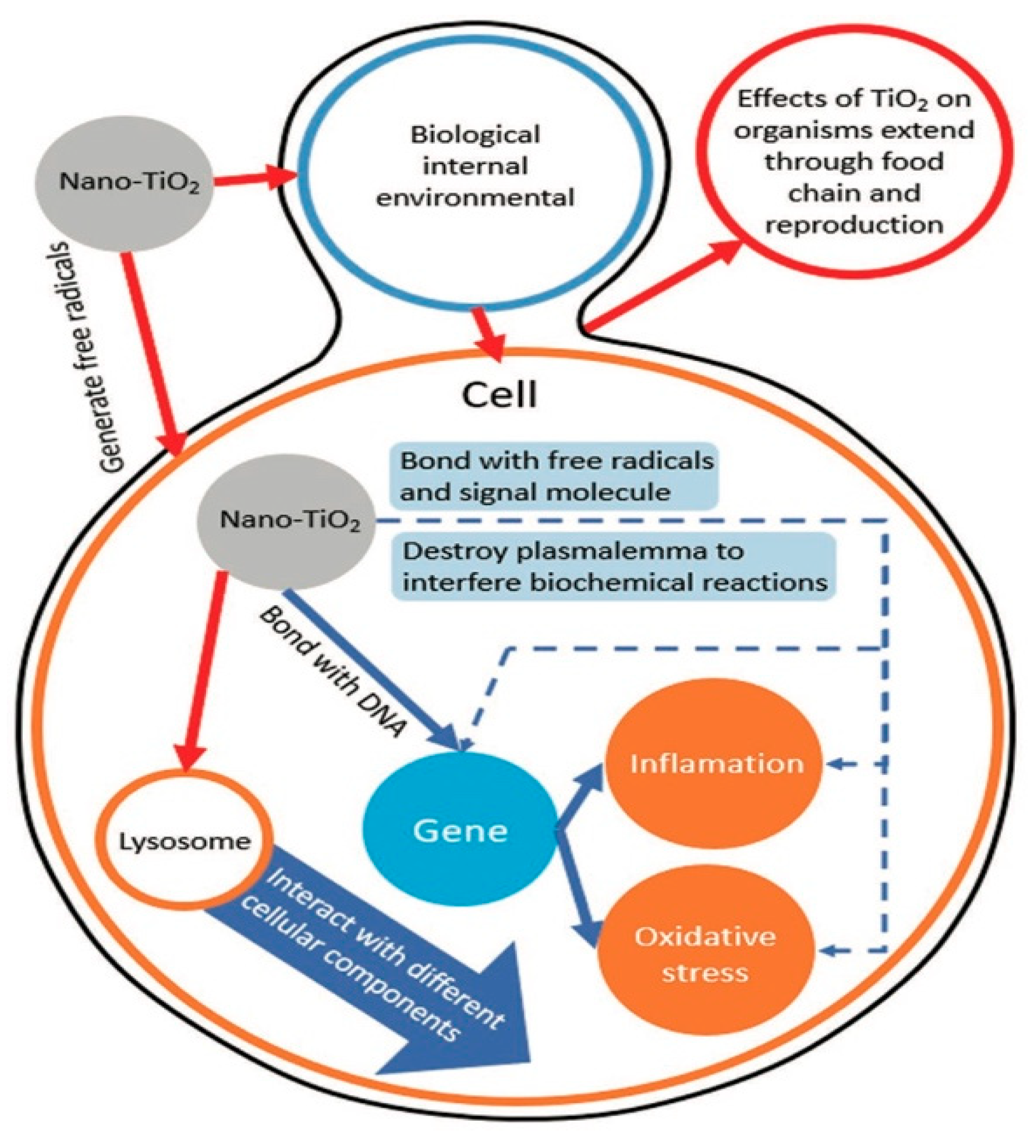 Influence of Titanium Dioxide Nanoparticles on Human Health and the ...