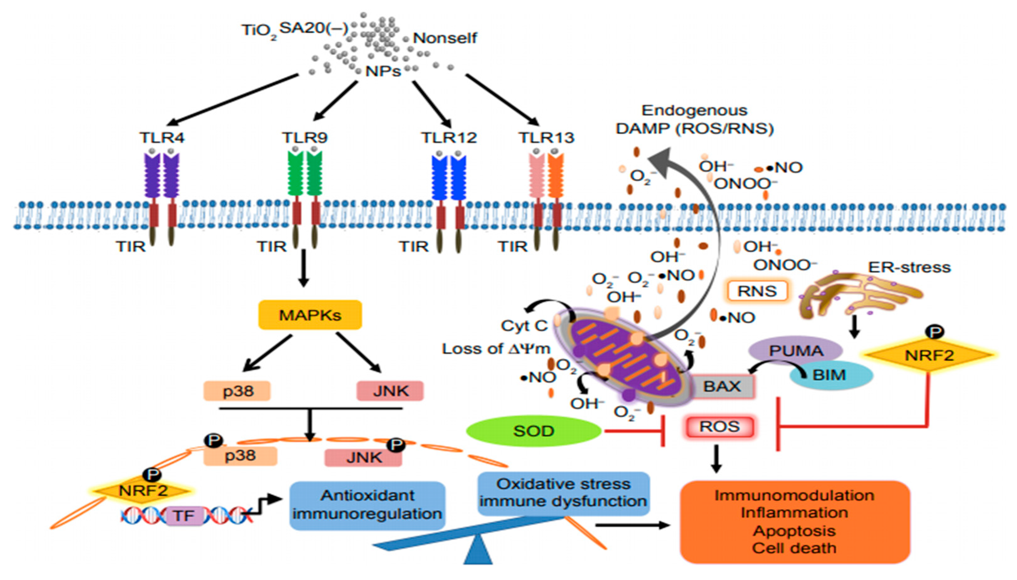 Influence of Titanium Dioxide Nanoparticles on Human Health and the ...