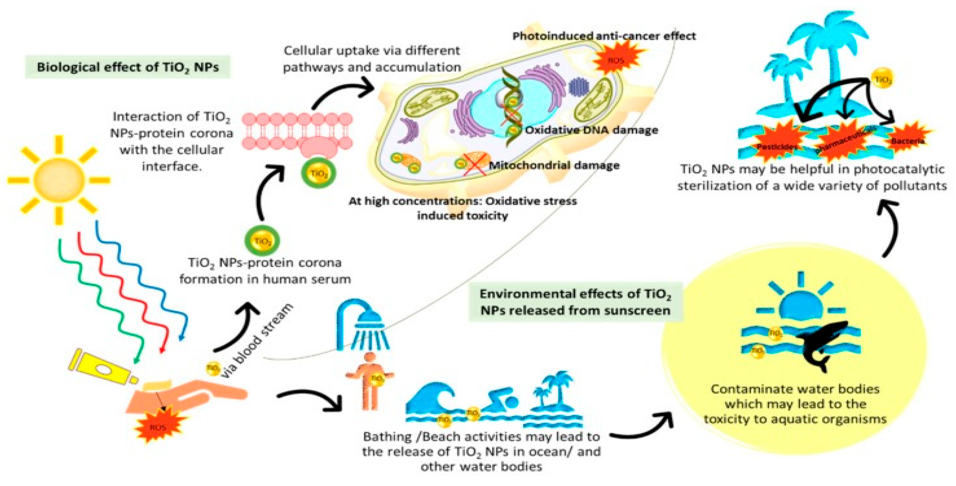 Influence of Titanium Dioxide Nanoparticles on Human Health and the ...