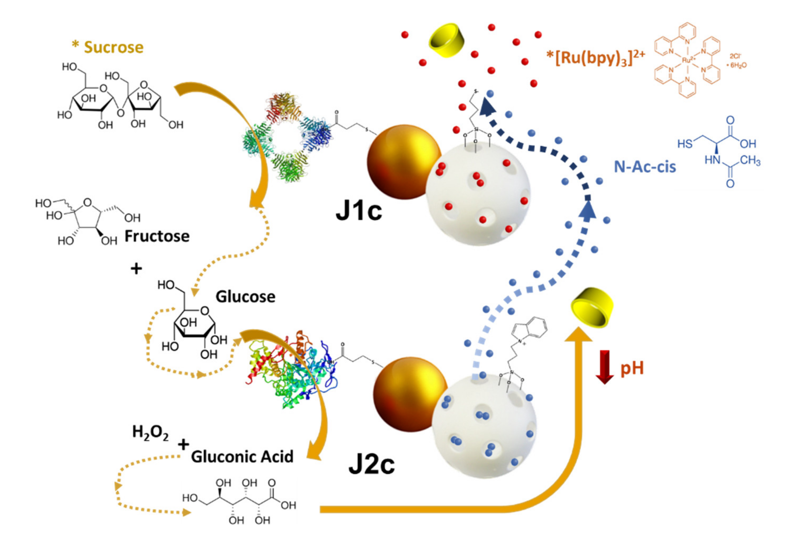 Sucrose-Responsive Intercommunicated Janus Nanoparticles Network